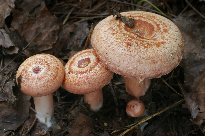 Lactarius torminosus (Ryzec kravský)