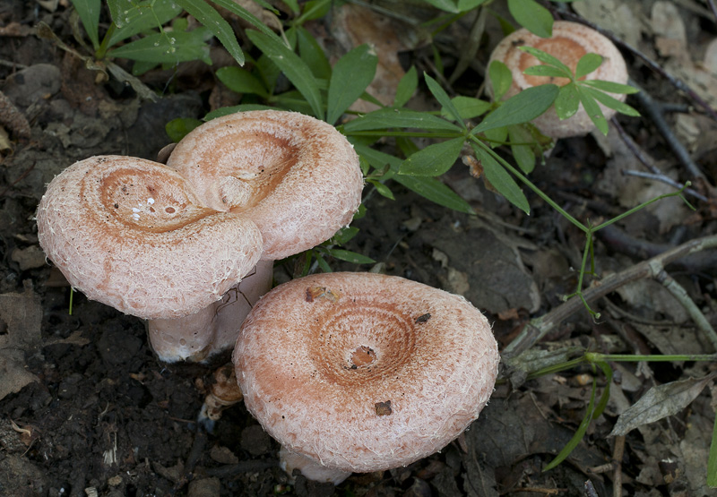 Lactarius torminosus (Ryzec kravský)