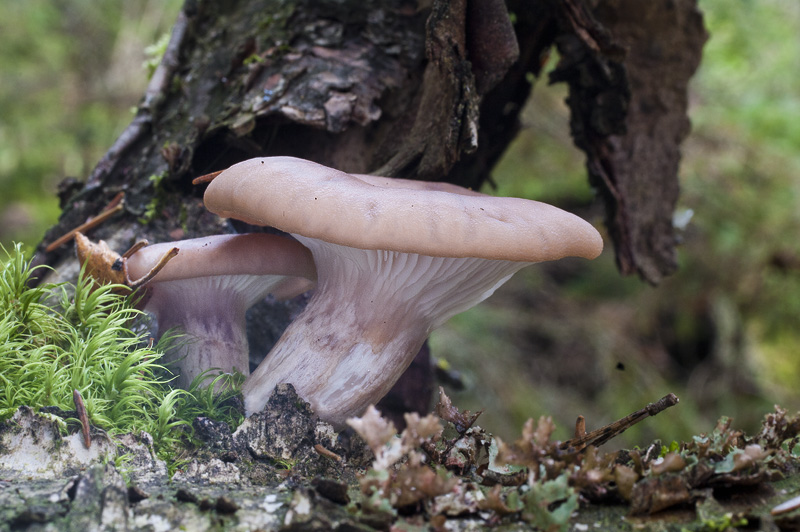 Panus conchatus (Hlíva fialová)