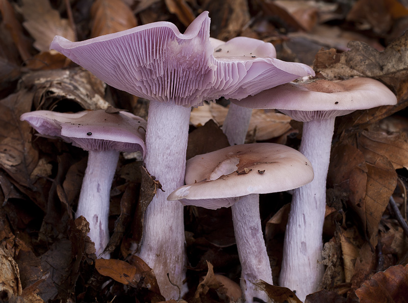 Lepista nuda (Čirůvka fialová)