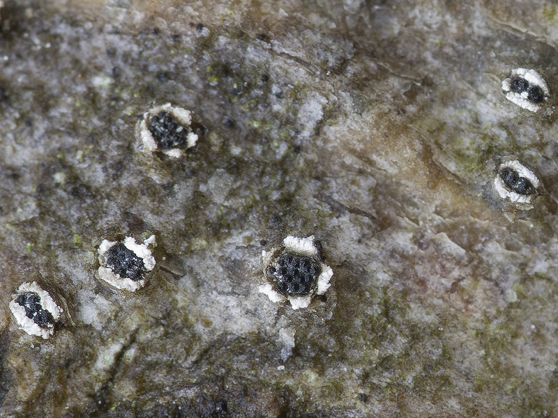 Leucostoma niveum (Běloterčka topolová)