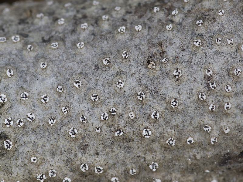 Leucostoma niveum (Běloterčka topolová)