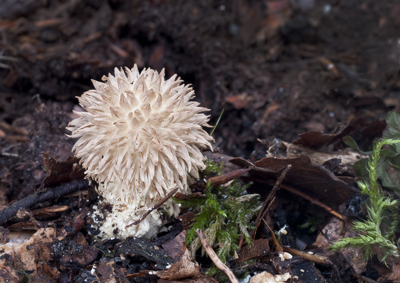 Lycoperdon echinatum (Pýchavka ježatá)