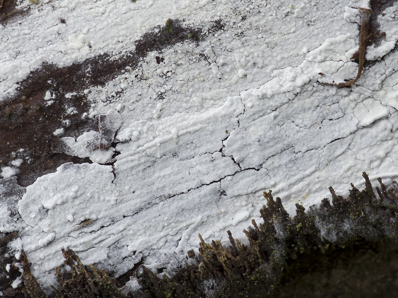 Lyomyces sambuci (Kornatec bezový)