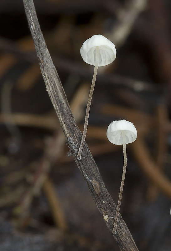 Marasmius epiphyllus (Špička listová)