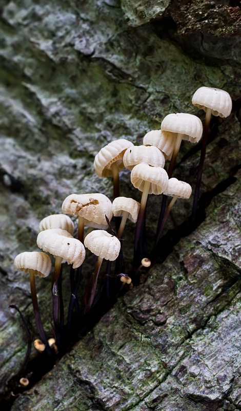 Marasmius rotula (Špička kolovitá)