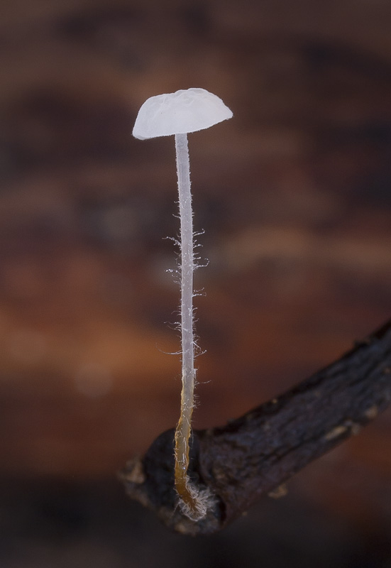 Marasmius setosus (Špička listožijná)