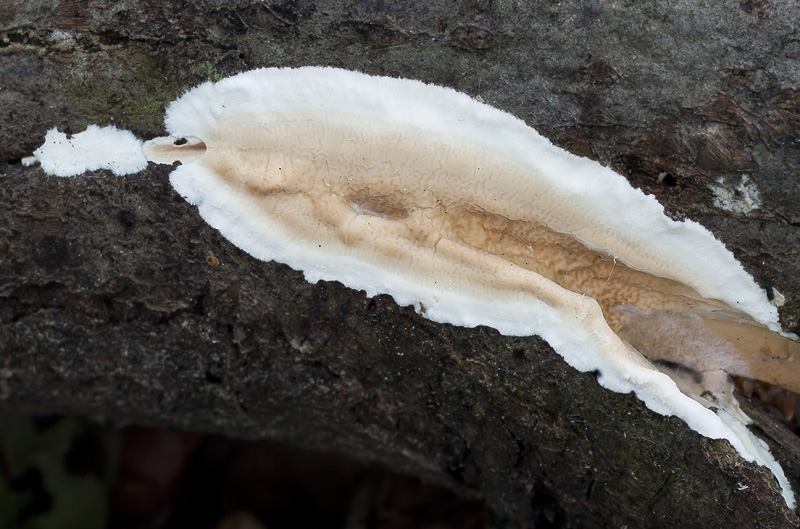 Byssomerulius corium (Dřevokaz kožový)