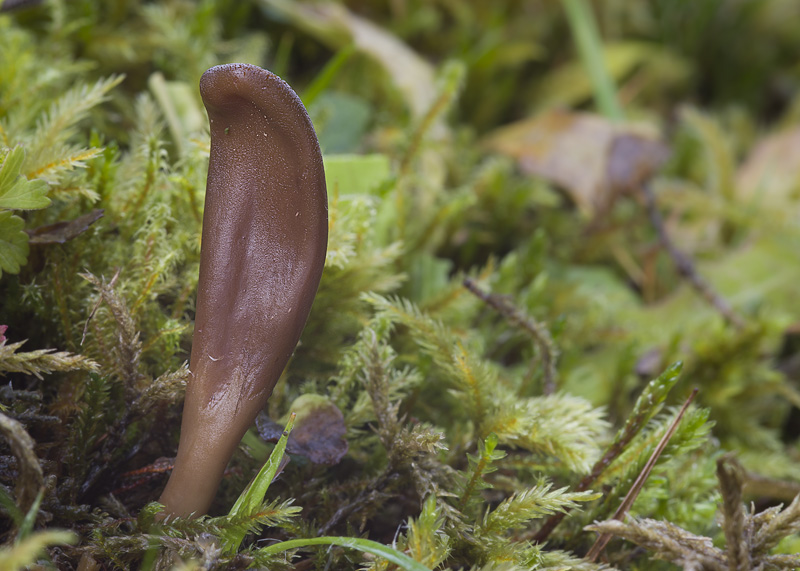 Microglossum rufescens (Pazoubek)