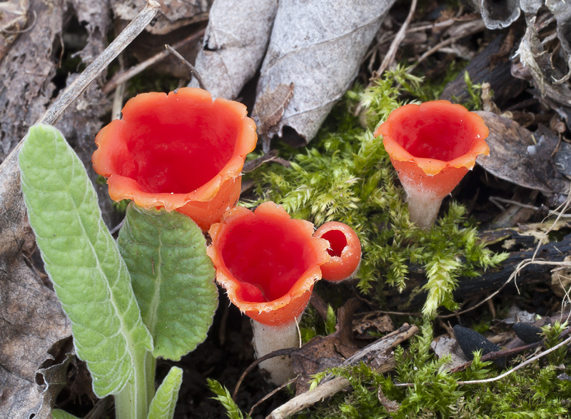 Microstoma protractum (Ohnivec zimní)