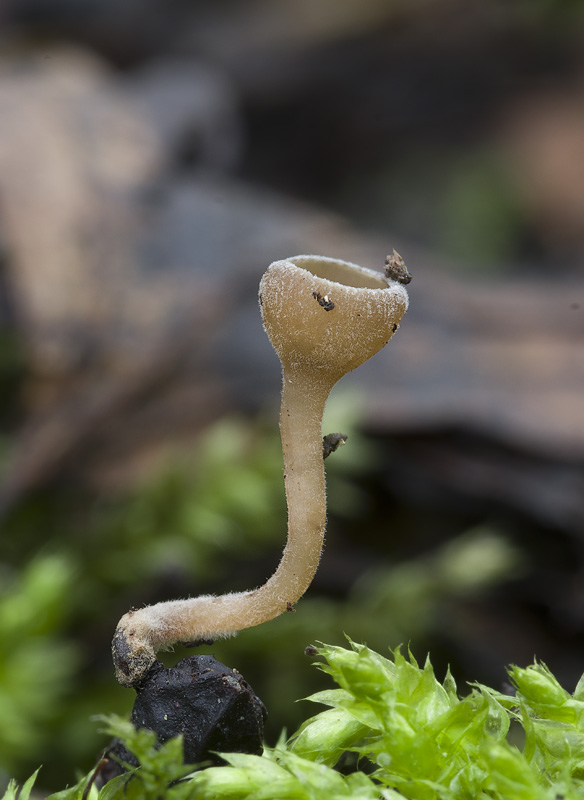 Monilinia johnsonii (Hlízenka hlohová)