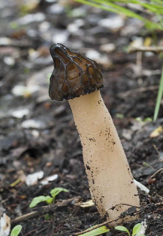 Morchella semilibera (Smrž polovolný)