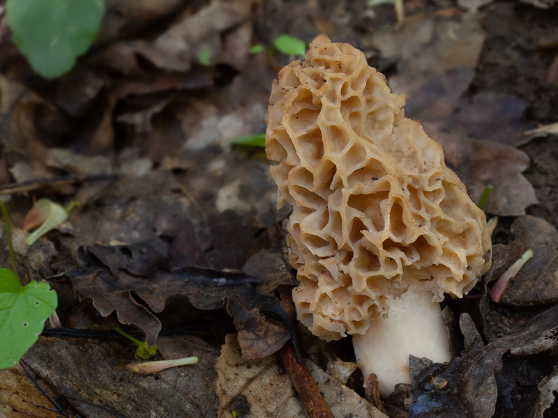 Morchella esculenta agg. (Smrž obecný)