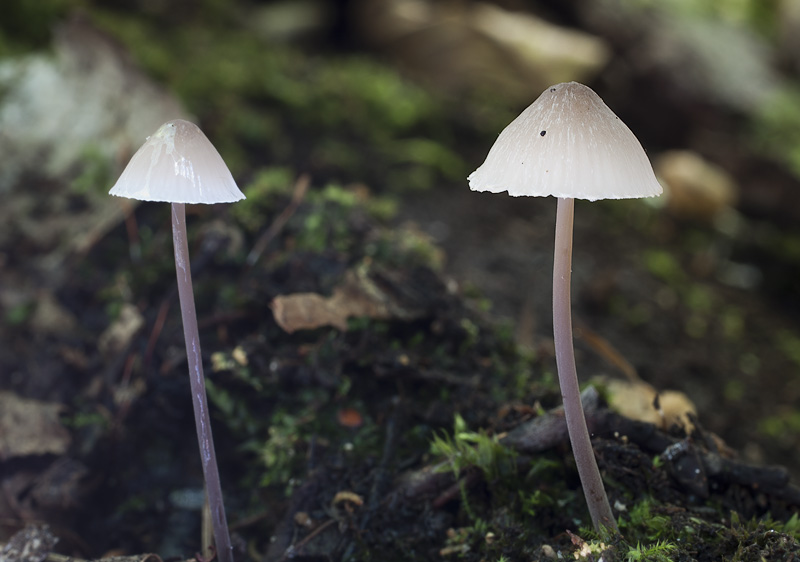 Mycena filopes (Helmovka niťonohá)