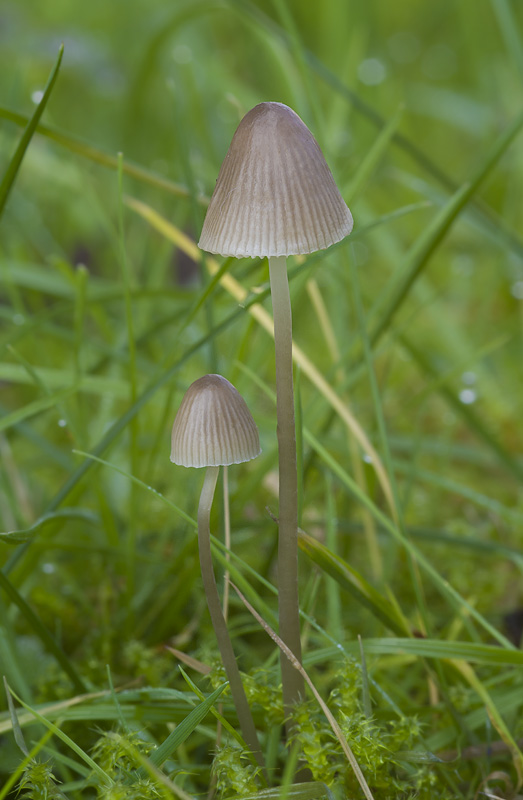 Mycena filopes (Helmovka niťonohá)