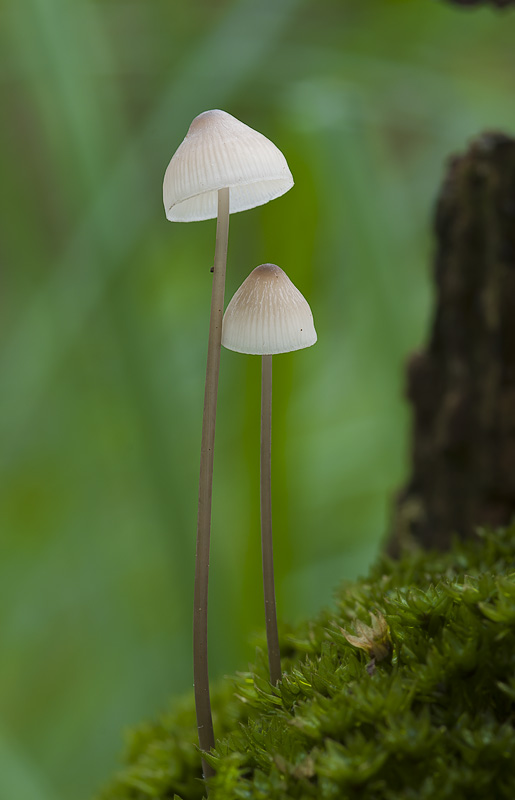 Mycena filopes (Helmovka niťonohá)