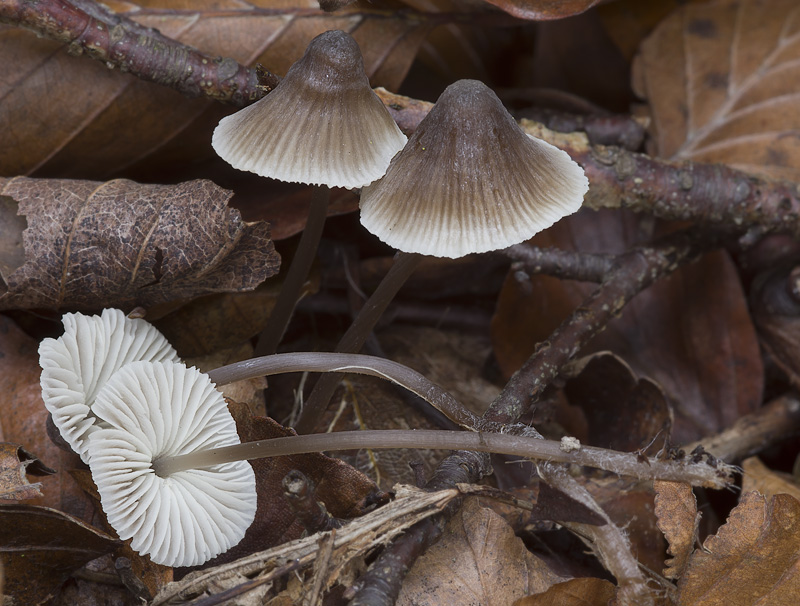 Mycena flavescens (Helmovka nažloutlá)