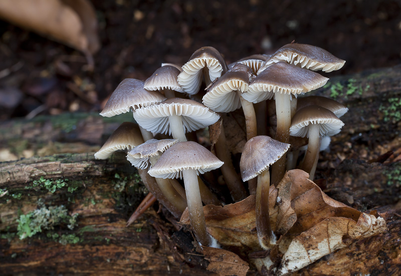 Mycena inclinata (Helmovka leponohá)