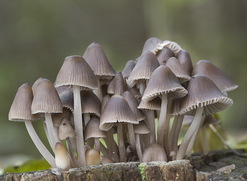 Mycena inclinata (Helmovka leponohá)