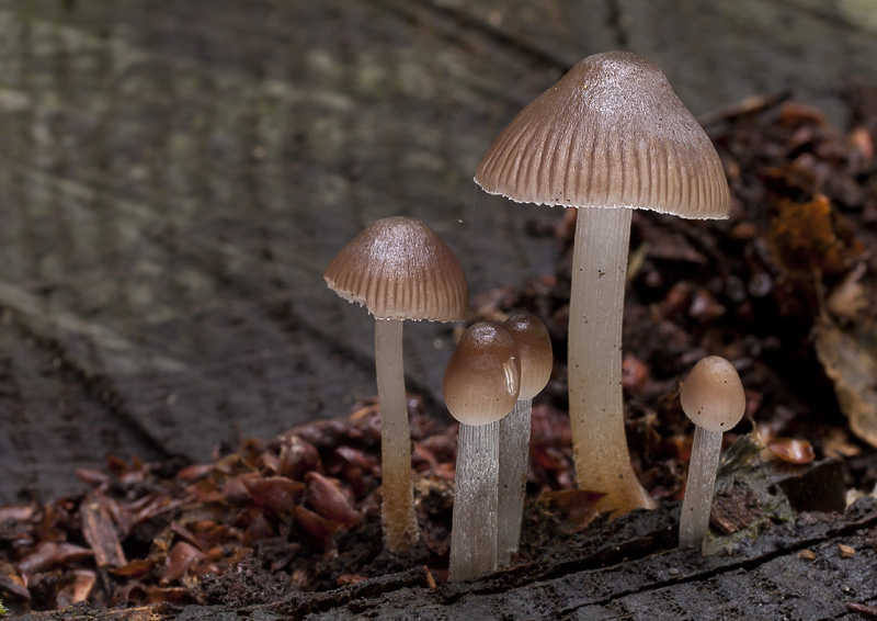 Mycena inclinata (Helmovka leponohá)