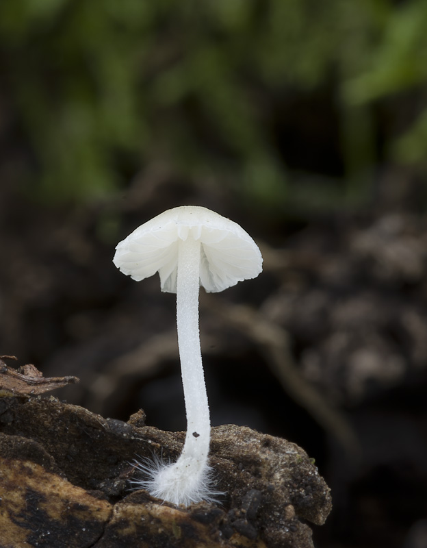 Phloeomana minutula (Helmovka žlutavotemenná)