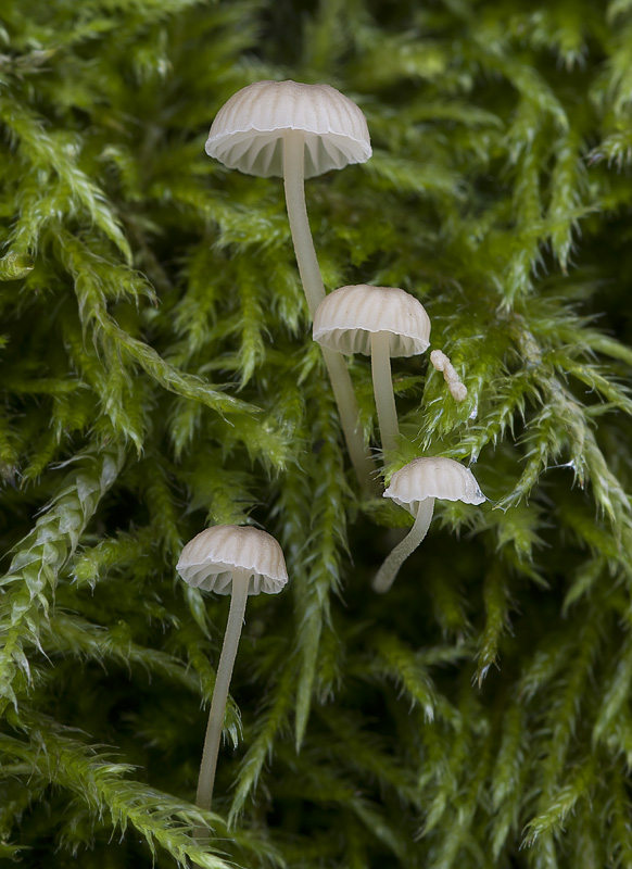 Phloeomana speirea (Helmovka tenkonohá)