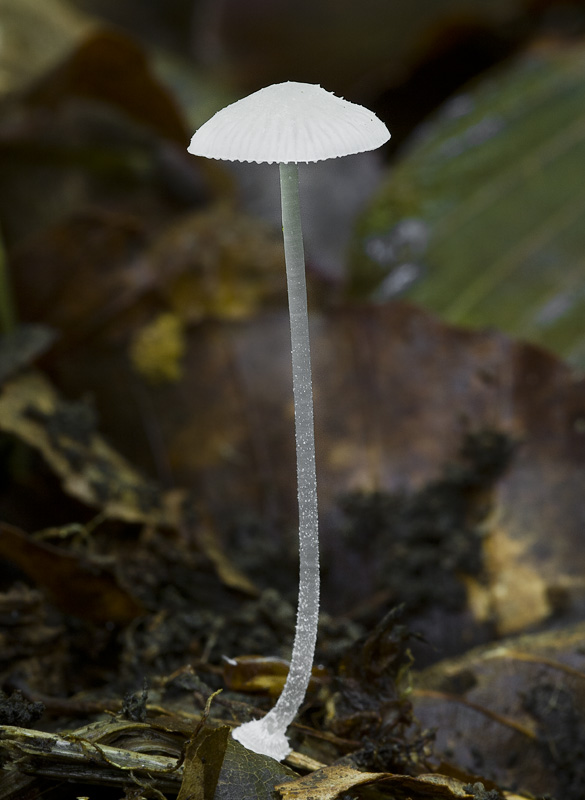 Mycena stylobates (Helmovka deskovitá)
