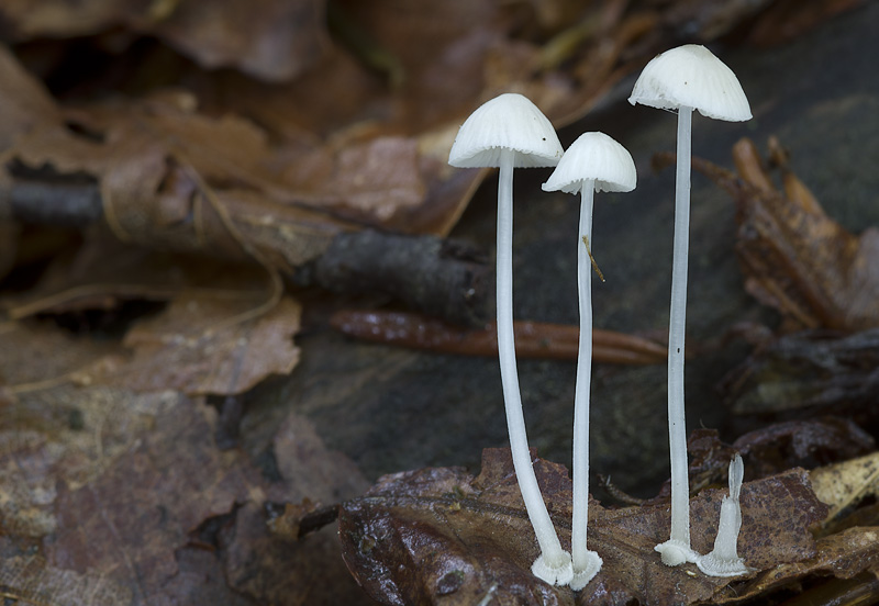 Mycena stylobates (Helmovka deskovitá)