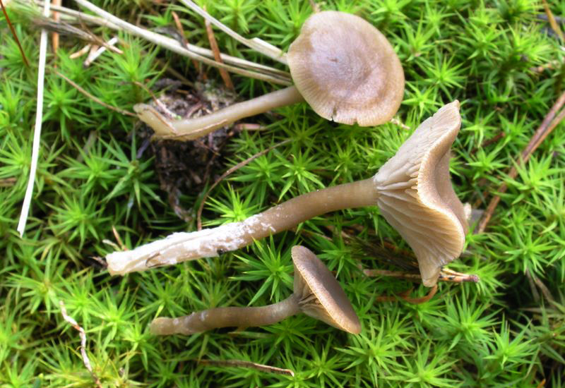 Hygroaster asterosporus (Kalichovka hvězdovýtrusá)