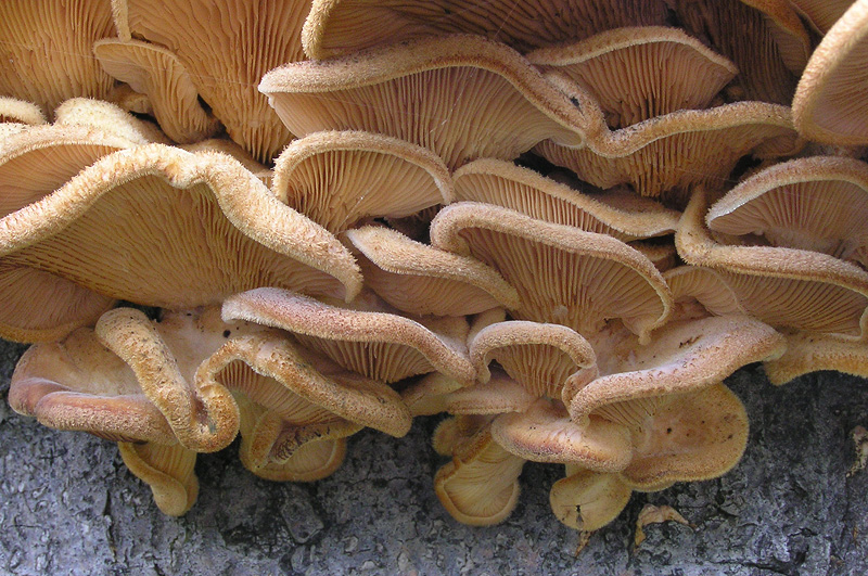 Panus neostrigosus (Hlíva chlupatá)