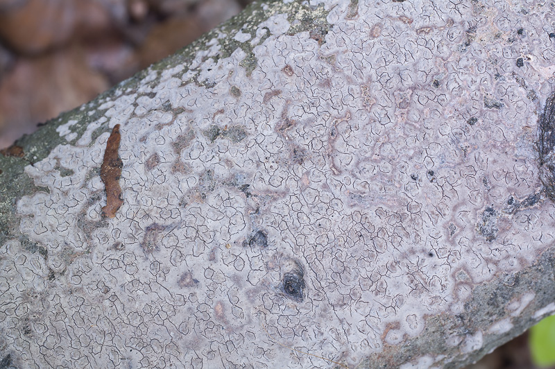 Peniophora cinerea (Kornatka popelavá)