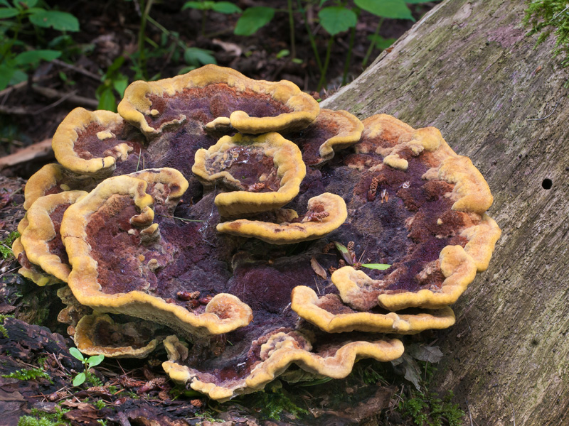 Phaeolus schweinitzii (Hnědák Schweinitzův)