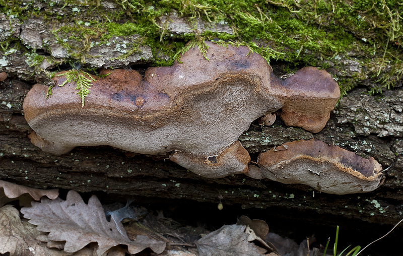 Phellinus robustus (Ohňovec statný)