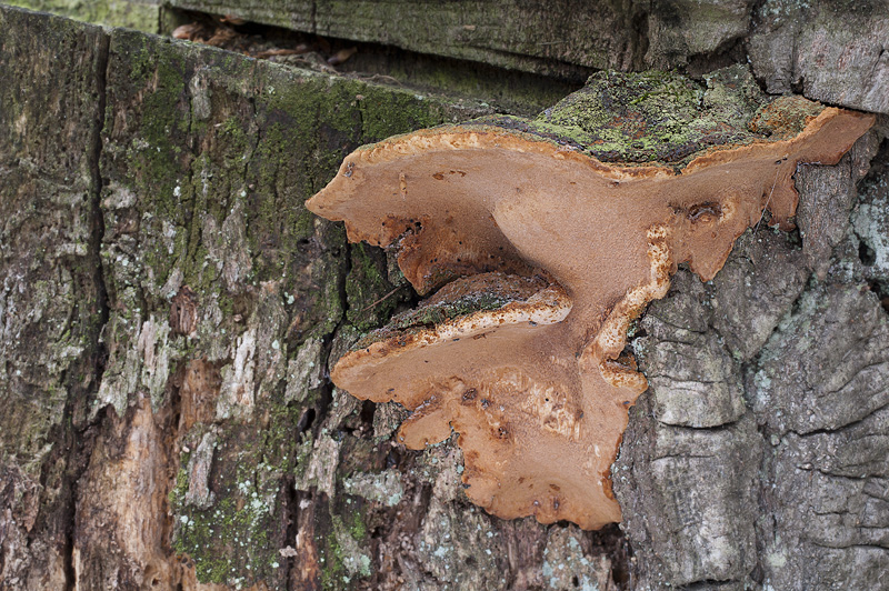 Phellinus torulosus (Ohňovec hrbolatý)