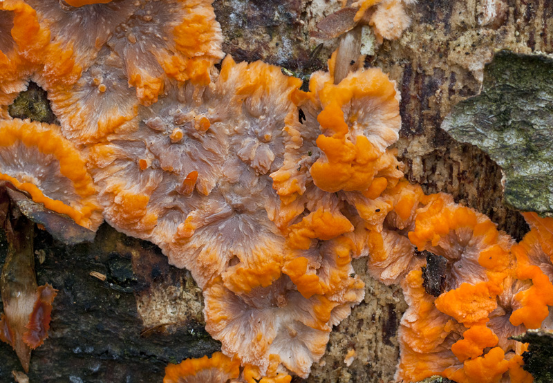 Phlebia radiata (Žilnatka oranžová)