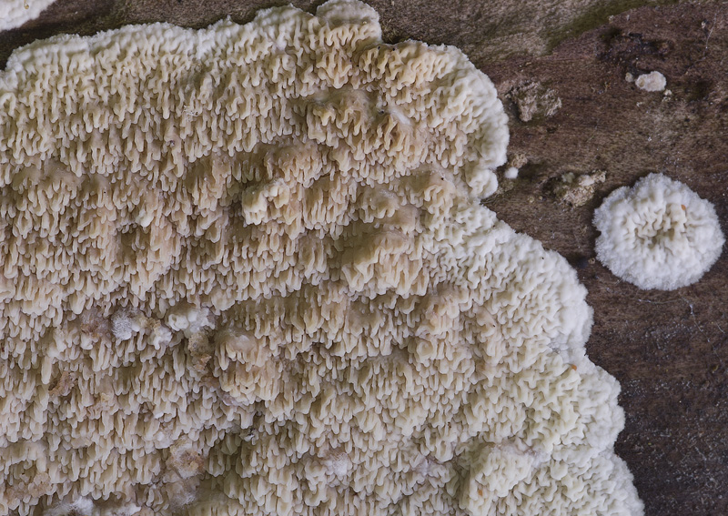 Phlebia rufa (Žilnatka proměnlivá)