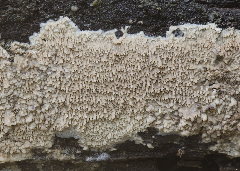 Phlebia rufa (Žilnatka proměnlivá)