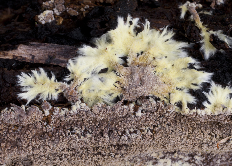 Phlebiella vaga (Kornatec sírožlutý)