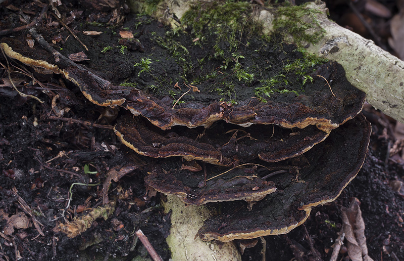 Phylloporia ribis (Ohňovec rybízový)