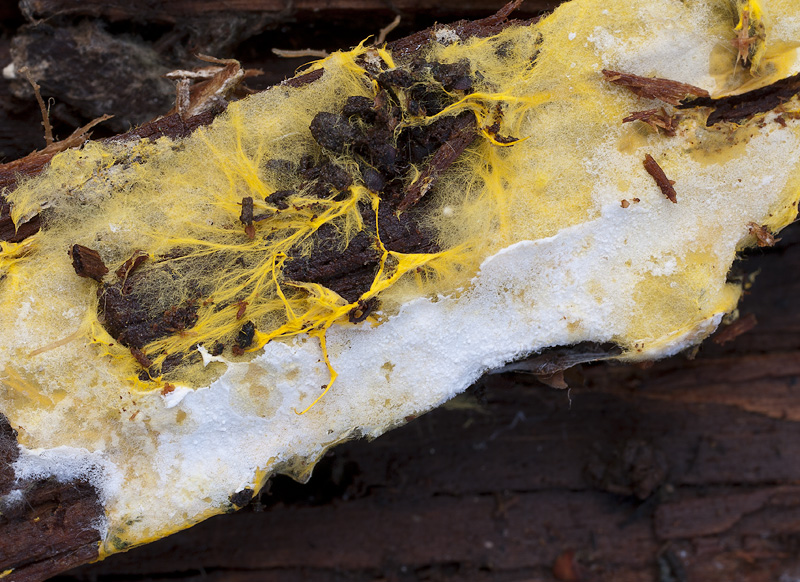 Piloderma fallax (Kornatečka šafránová)