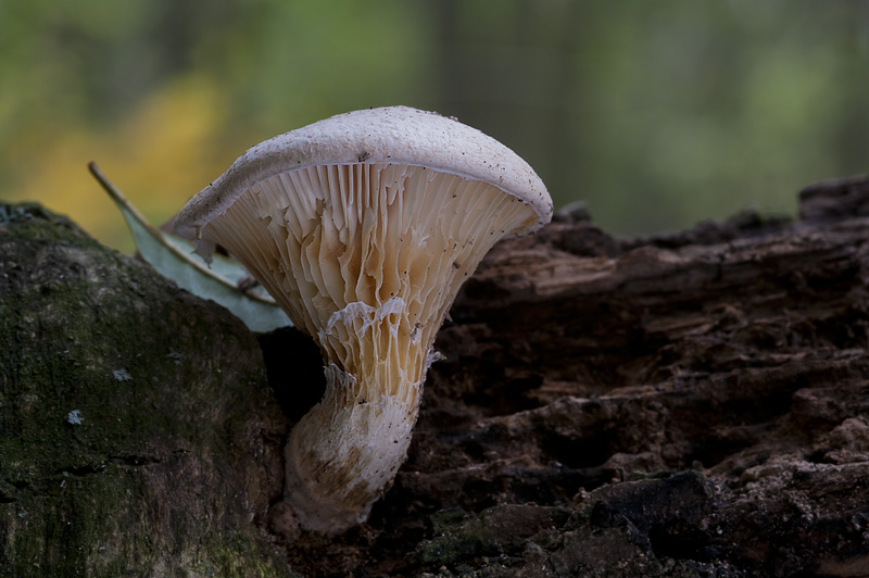 Pleurotus dryinus (Hlíva dubová)