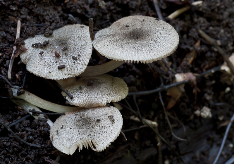 Pluteus hispidulus (Štítovka huňatá)