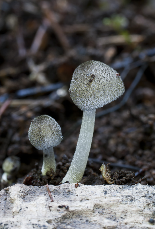 Pluteus hispidulus (Štítovka huňatá)