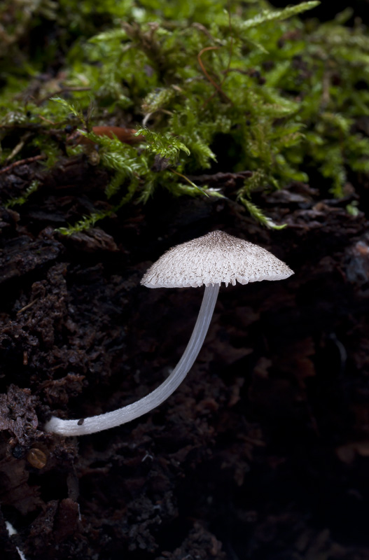 Pluteus hispidulus (Štítovka huňatá)