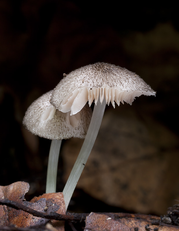 Pluteus hispidulus (Štítovka huňatá)