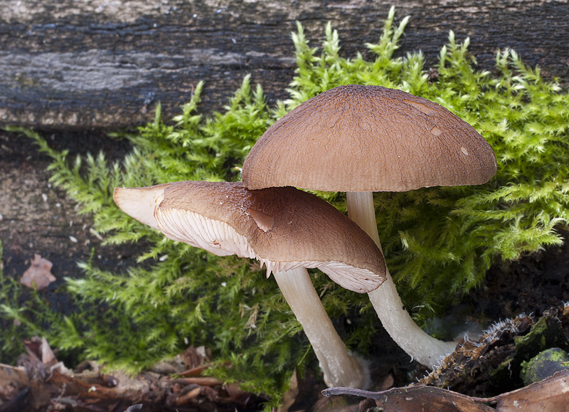 Pluteus luctuosus (Štítovka lemovaná)