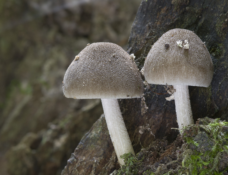 Pluteus plautus agg. (Štítovka sametová)