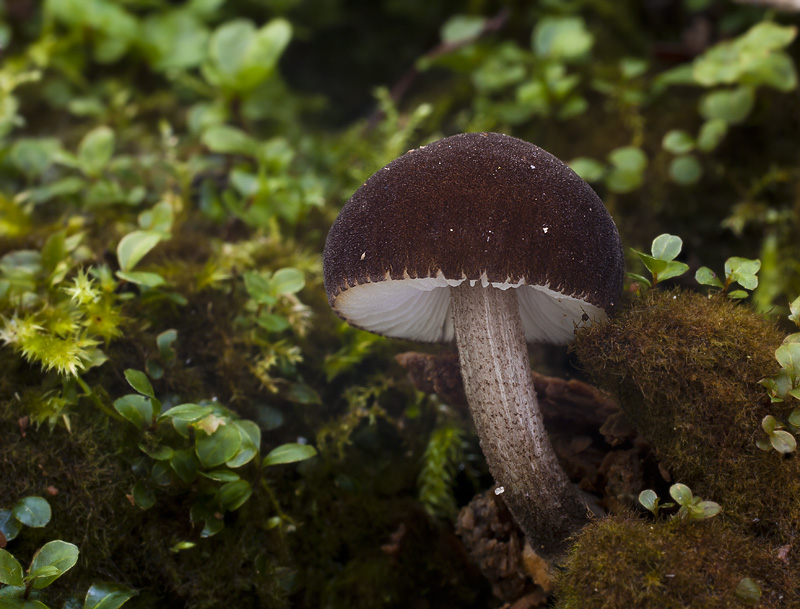Pluteus podospileus s.l. (Štítovka vločkatá)