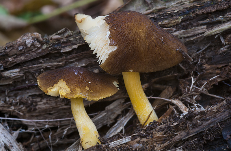 Pluteus romellii s.l. (Štítovka Romellova)