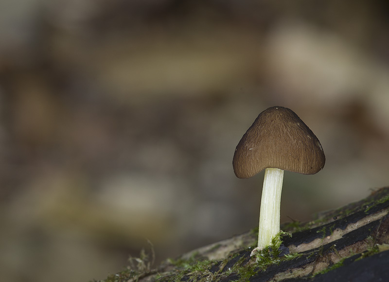 Pluteus romellii s.l. (Štítovka Romellova)